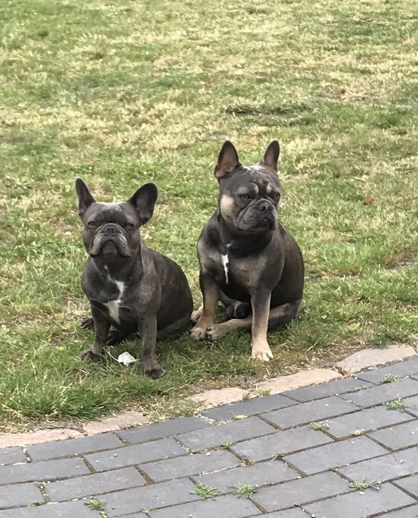 GALERIE - FRANZÖSISCHE BULLDOGGEN ZUCHT